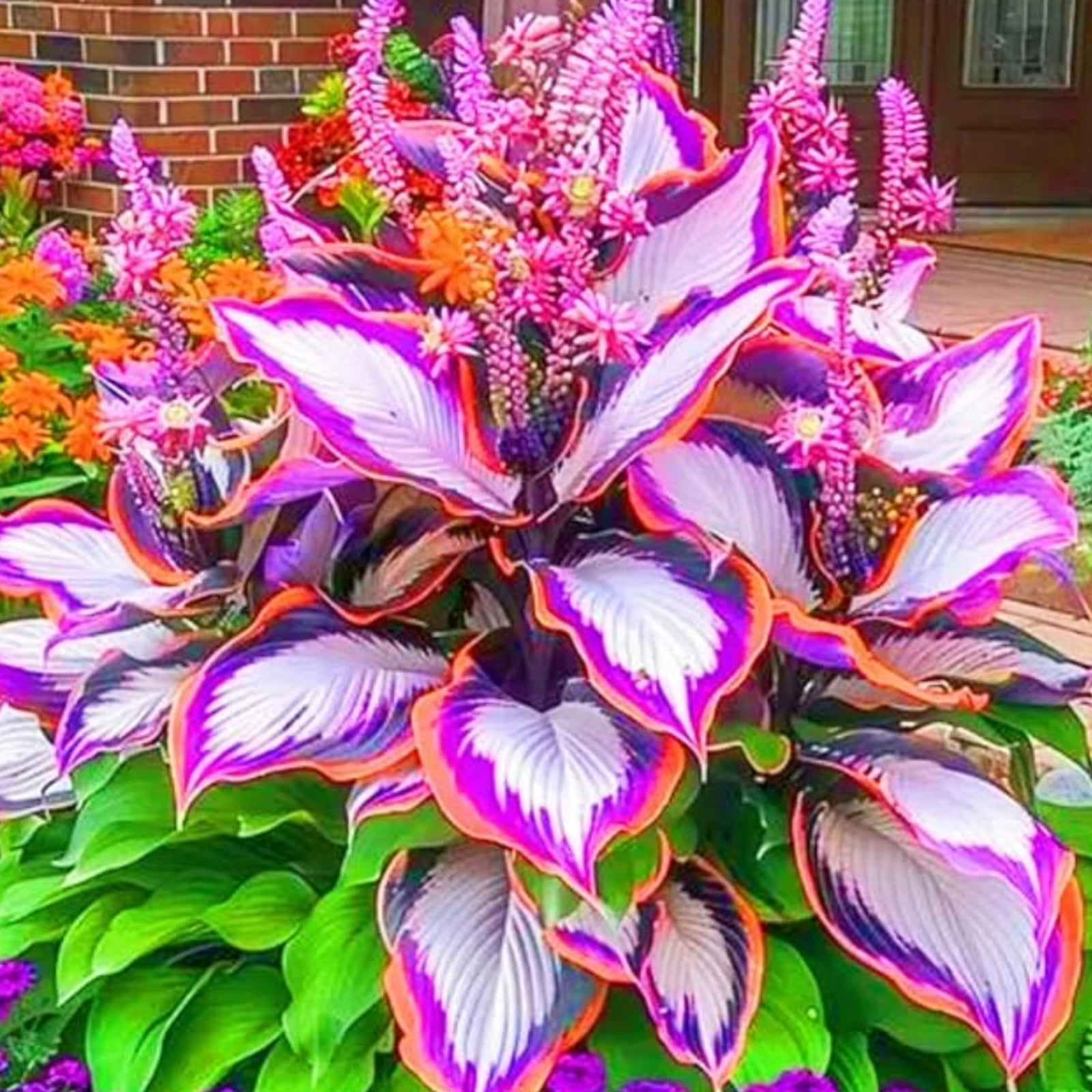 Variegated Butterfly Hostas Flowers Planting Mix-Iridescence-Beautiful ...