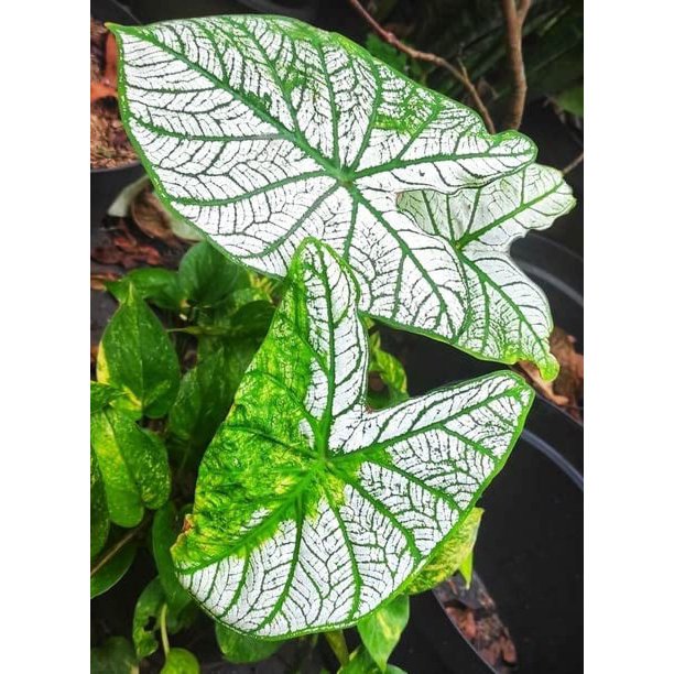 Variegated Caladium Bulb (One Bulb) - Grow Stunning White Leafs ...