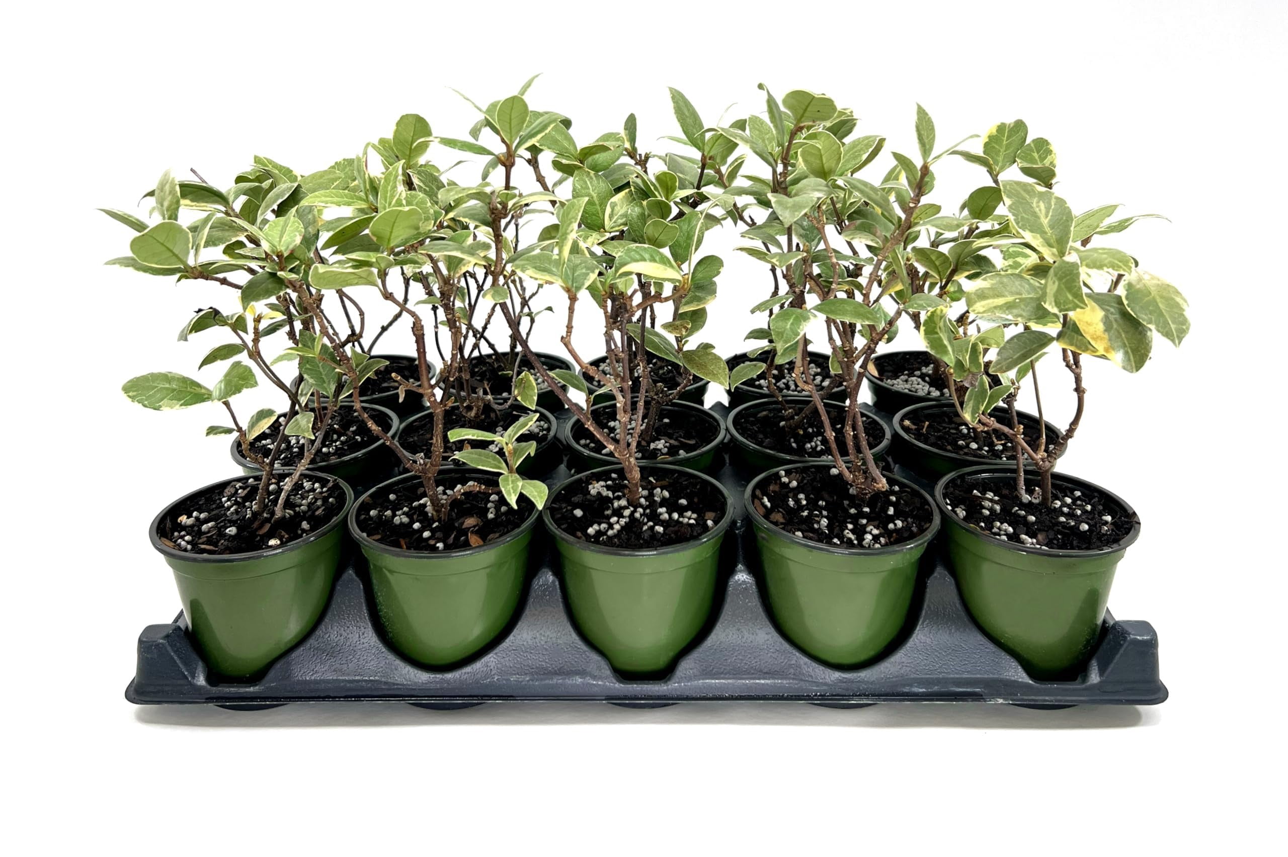 Variegated Confederate Jasmine | 1 Live 4 Inch Pot | Trachelospermum ...