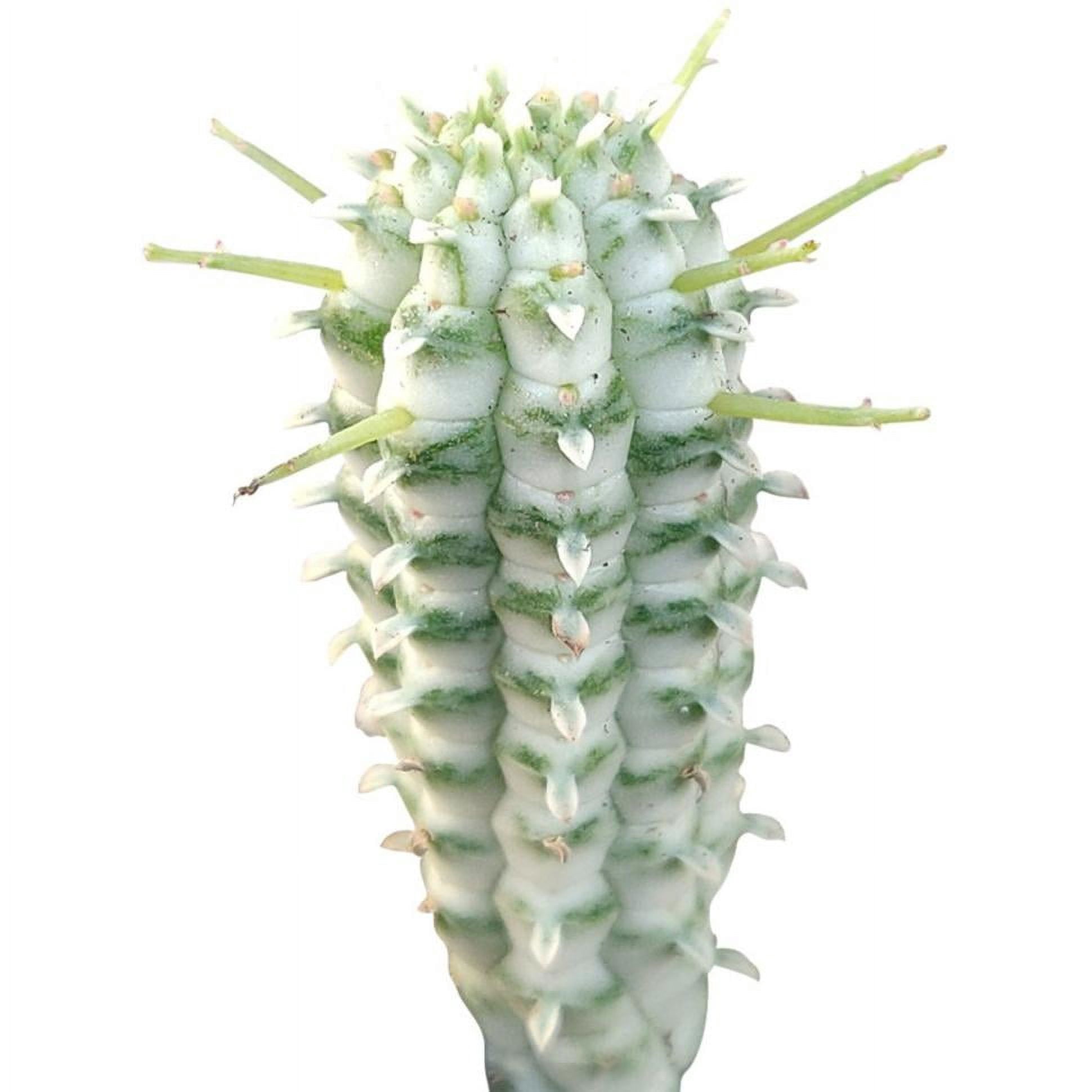 Variegated Corn Cob Cactus - 4 inch - Walmart.com
