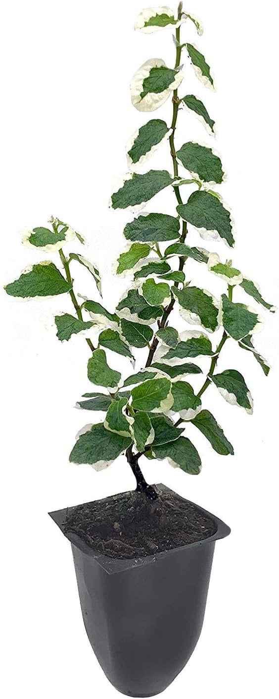 Variegated Creeping Fig Vine - Ficus Pumila Variegata - 40 Live Fully ...