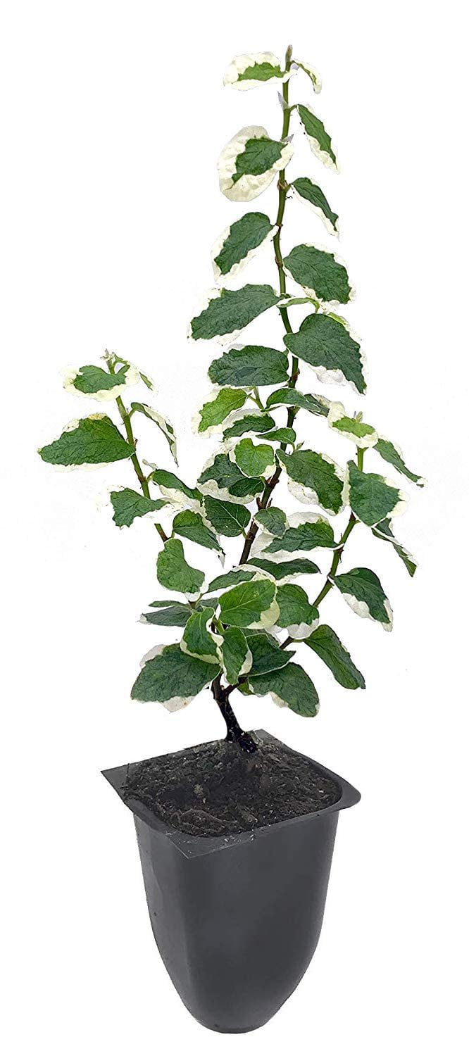 Variegated Creeping Fig Vine - Ficus Pumila Variegata - 60 Live Fully ...
