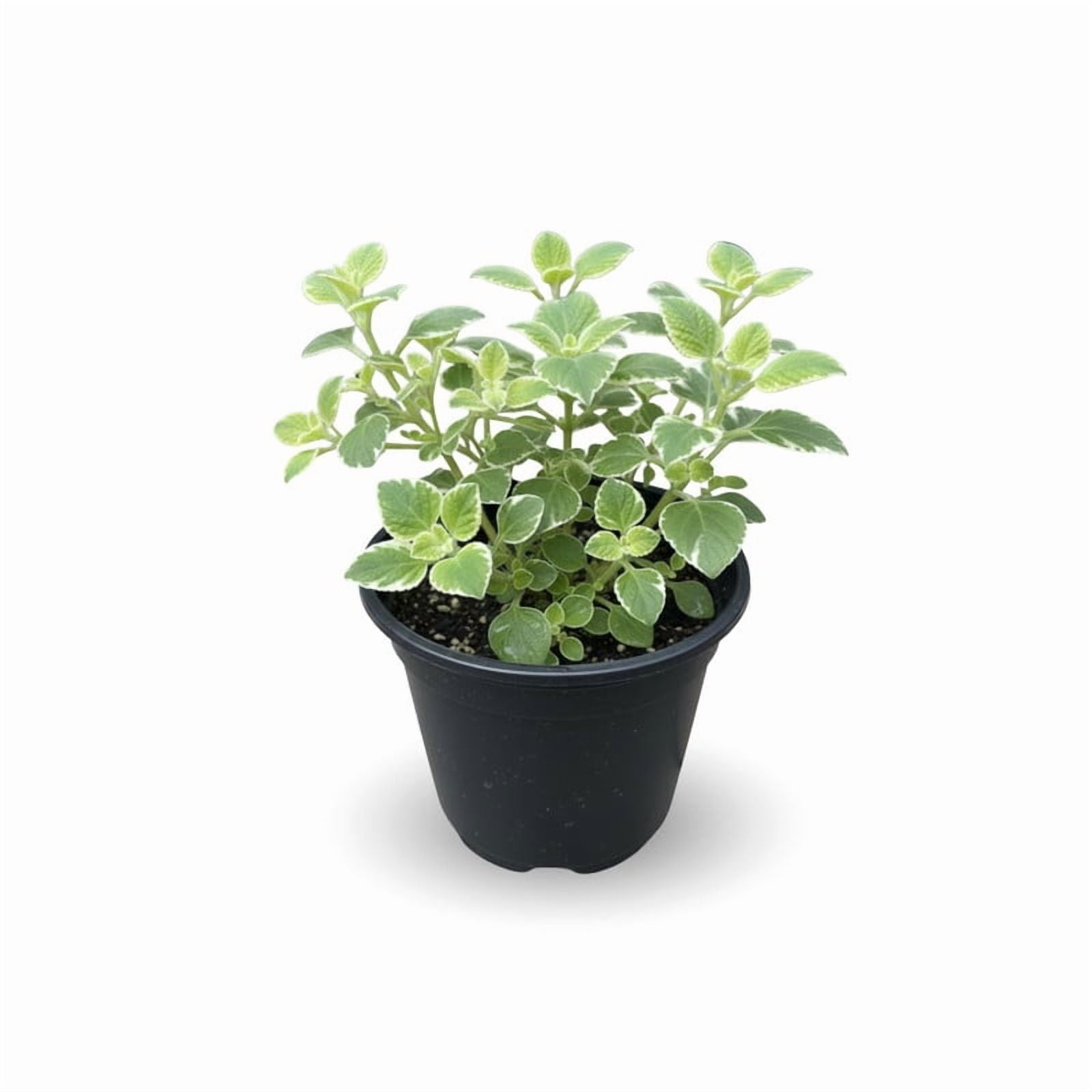 Variegated Cuban Oregano Live Plant, Fragrant Cuban Oregano Live Tree ...