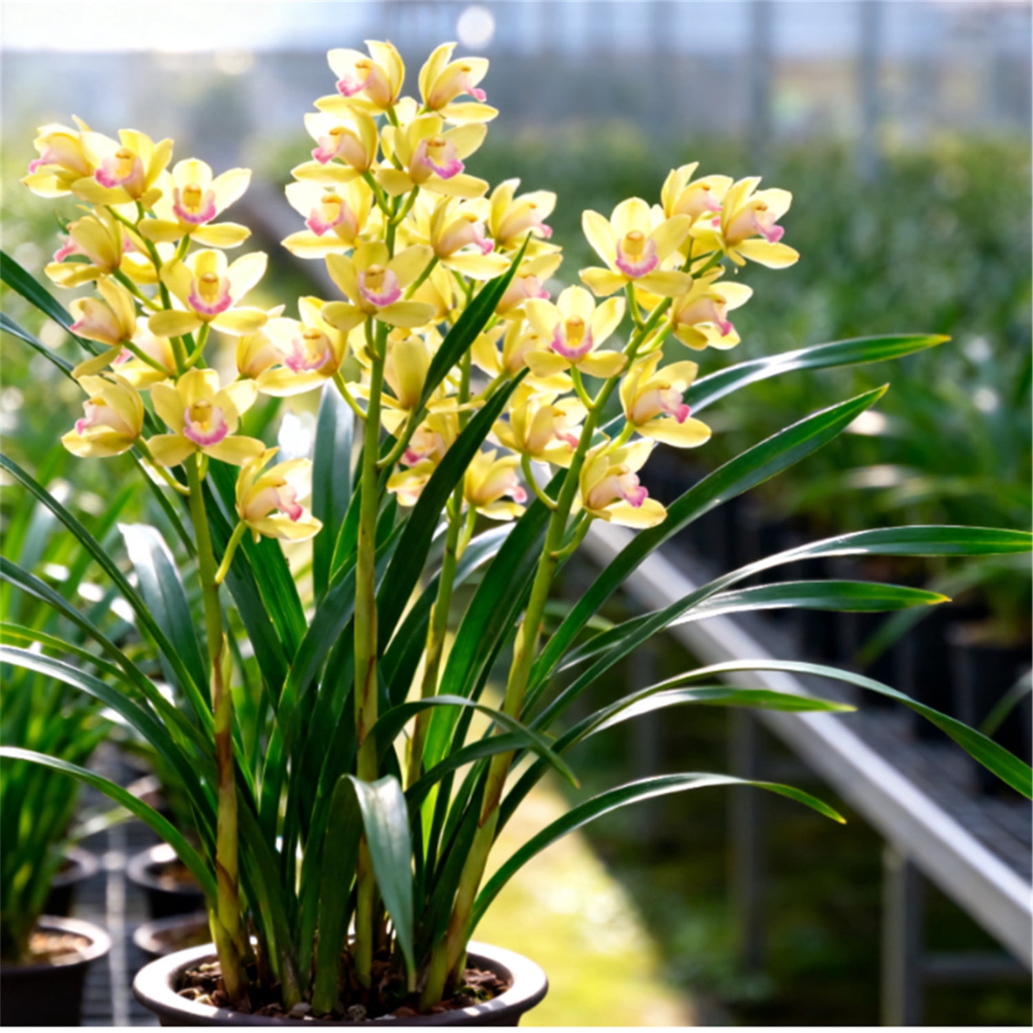 Variegated Cymbidium, Hardy Perennial Fragrant Garden Decor for Plant ...
