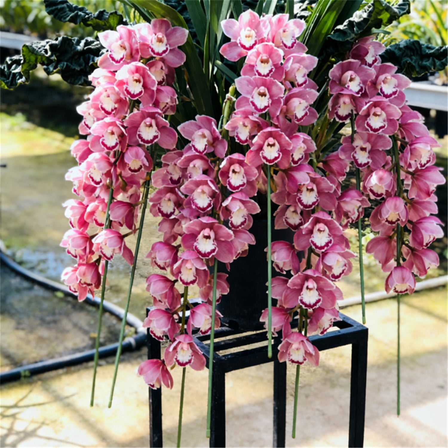 Variegated Cymbidium, Hardy Perennial Fragrant Garden Decor for Plant ...