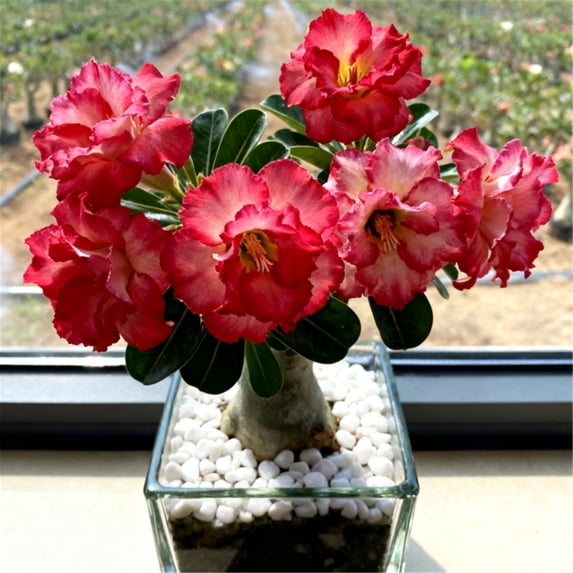 Variegated, Desert Rose Perennial Autumn Sun Home Decor for Plant ...