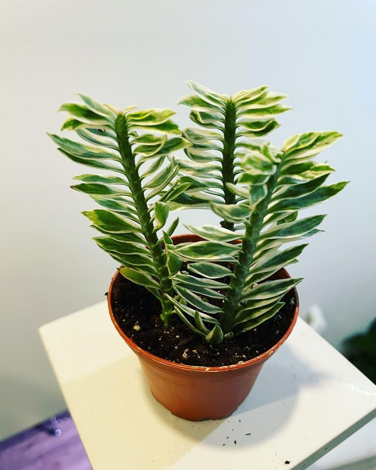 Variegated Devil's Backbone - 3 Live Starter Plants in 2 Inch Pots ...