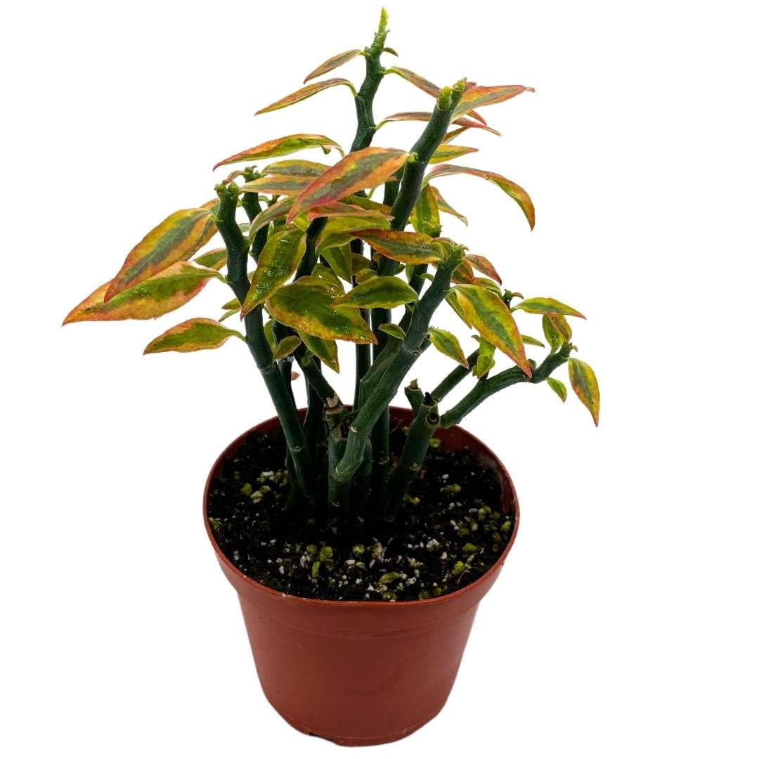 Euphorbia Variegated Devil's Backbone, Pedilanthus tithymaloides - Rare ...