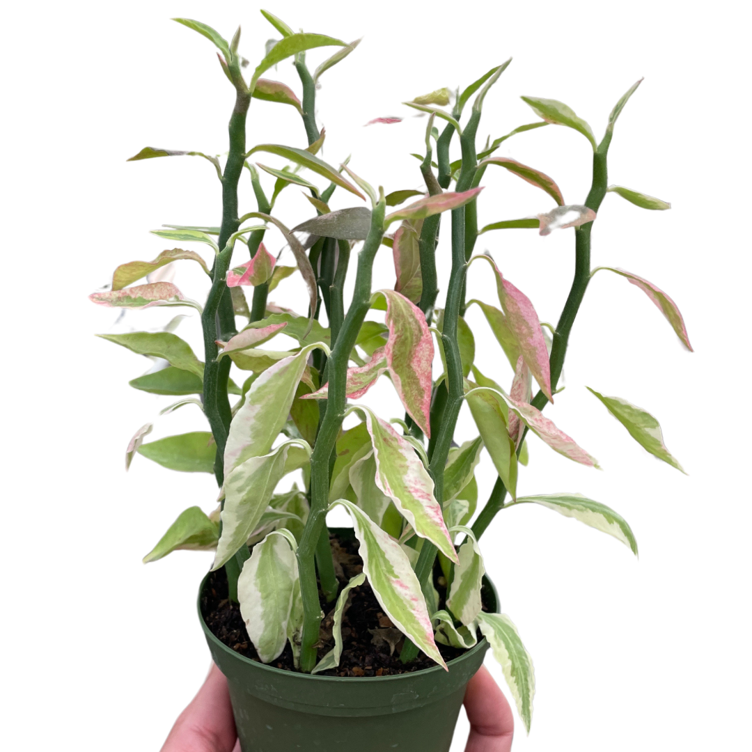 Variegated Devil's Backbone Euphorbia - Walmart.com