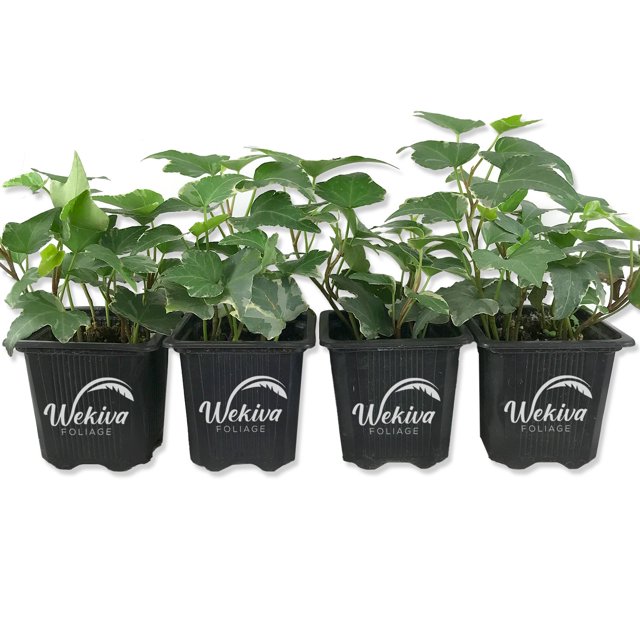 Variegated English Ivy - 4 Live Plants in 3 Inch Pots - Hedera Helix ...