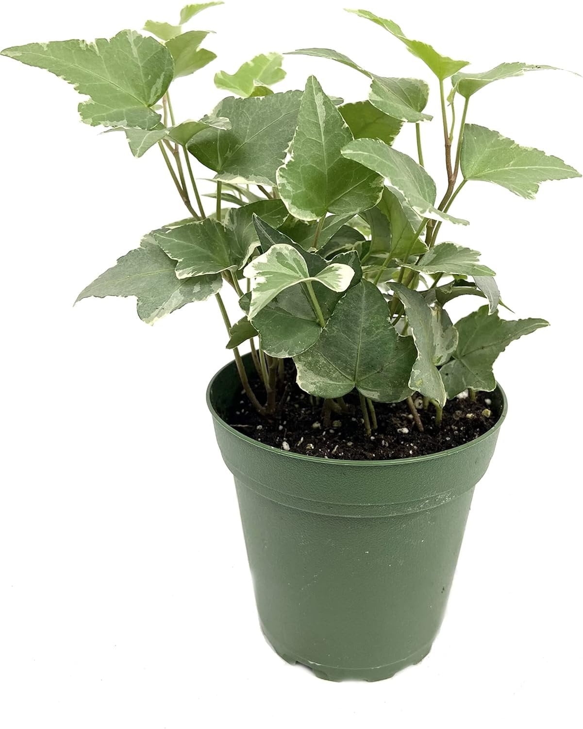 Variegated English Ivy - 5 Live Plants in 4 Inch Pots - Hedera Helix ...