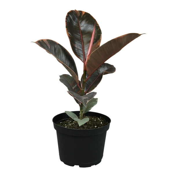 Variegated Ficus Ruby Rubber Tree Plant | 6in Decor Pot; Indirect Light | Element by Altman ...