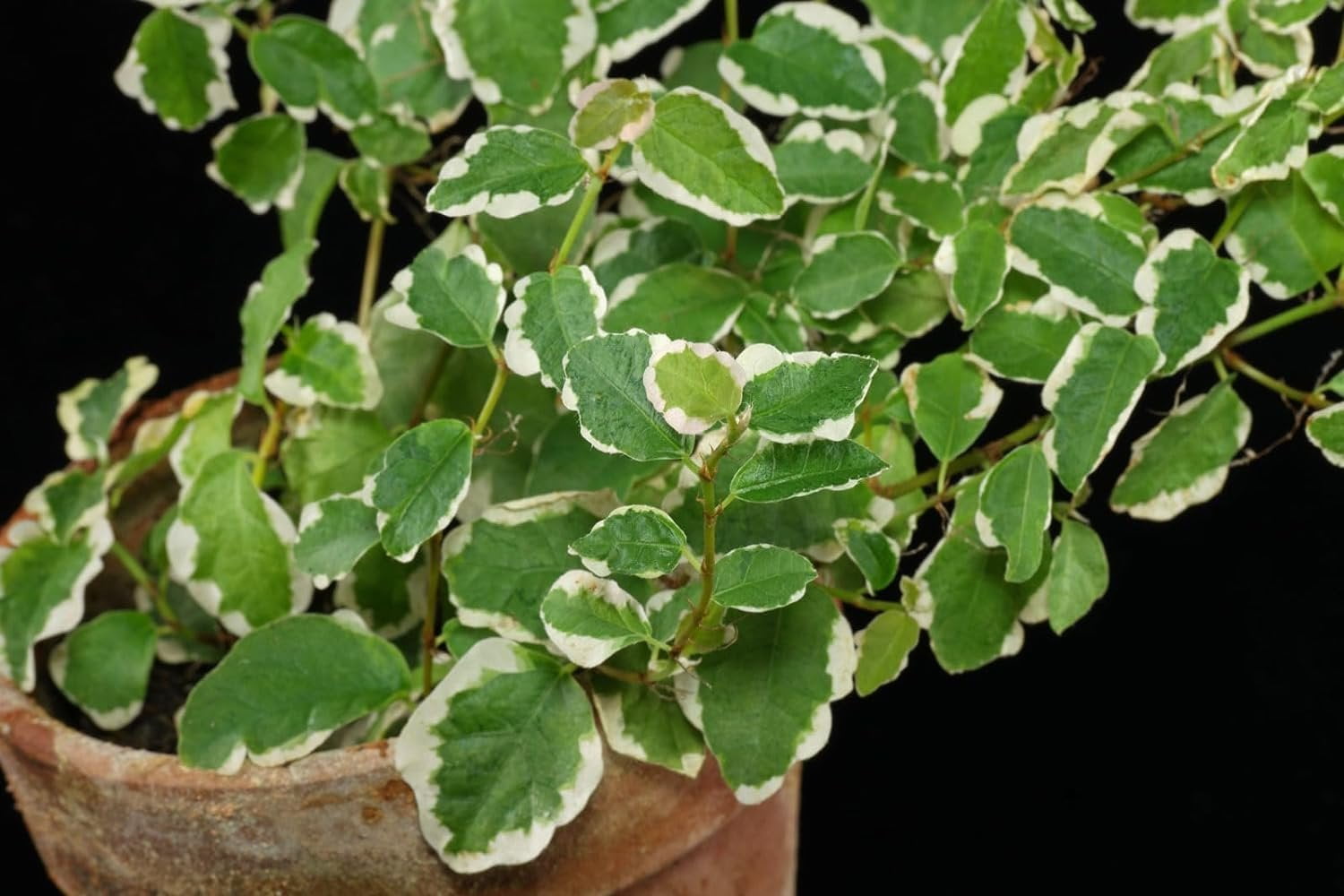 Variegated Ficus Tree - 4 Live Starter Plants in a 2 Inch Pots - Ficus ...