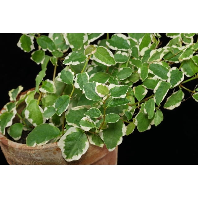 Variegated Ficus Tree - Live Starter Plant in a 2 Inch Pot - Ficus ...