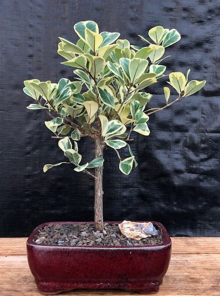 Variegated Ficus Triangularis Bonsai Tree (Ficus Triangularis ...
