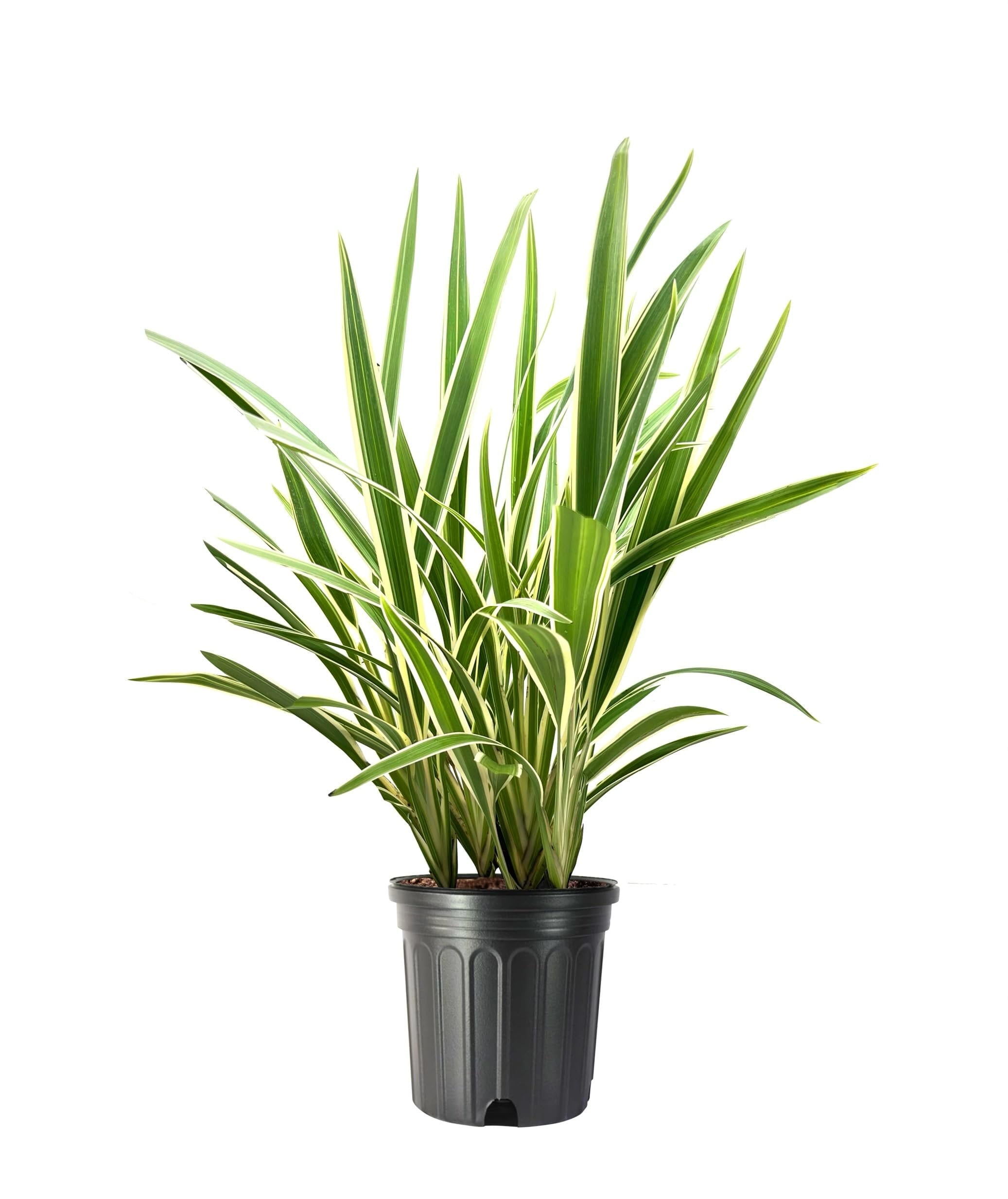 Variegated Flax Lily I 1 Large Gallon Size Plant I Dianella Tasmanica I ...