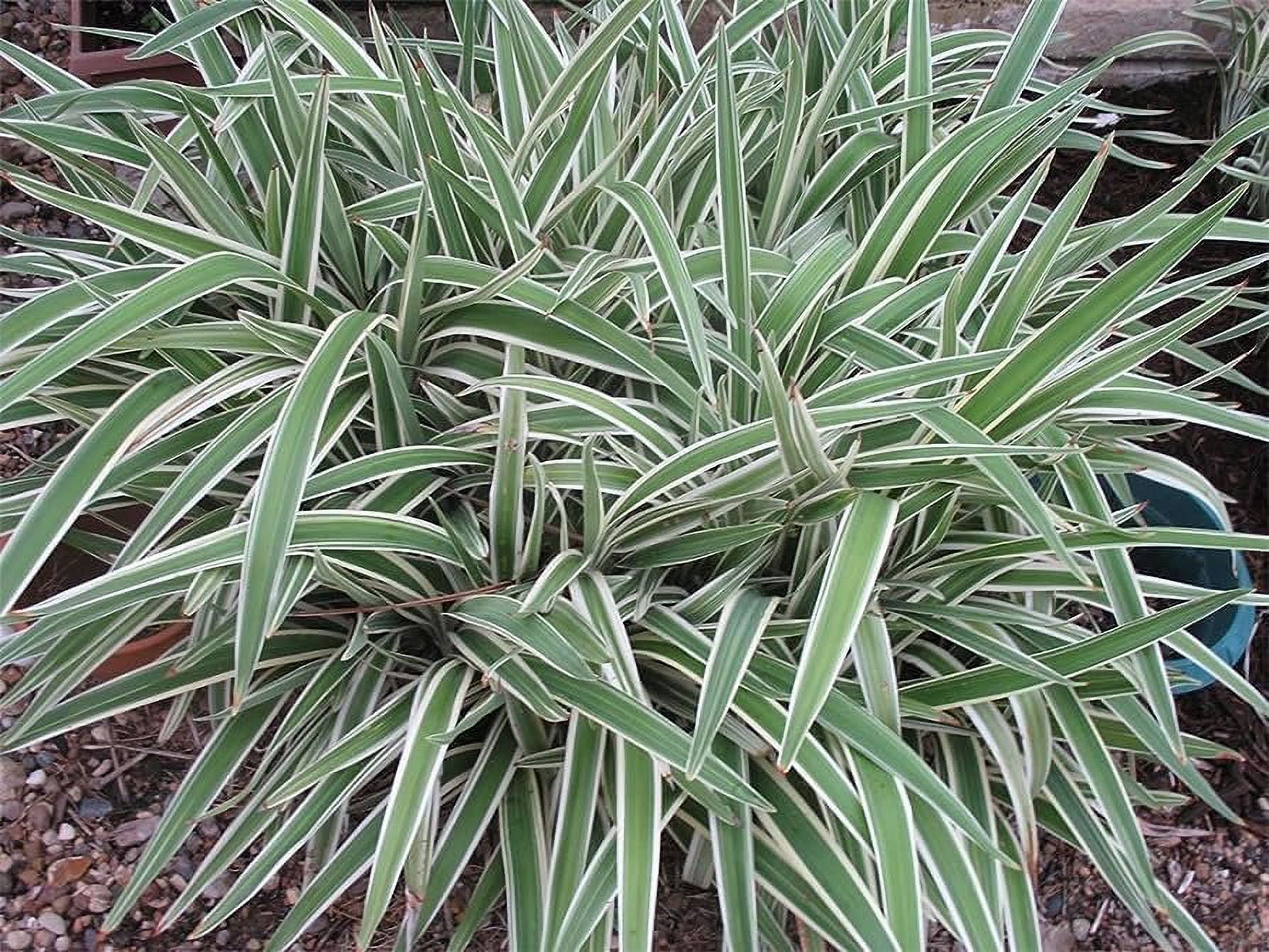 Variegated Flax Lily I 3 Large Gallon Size Plants I Dianella Tasmanica ...