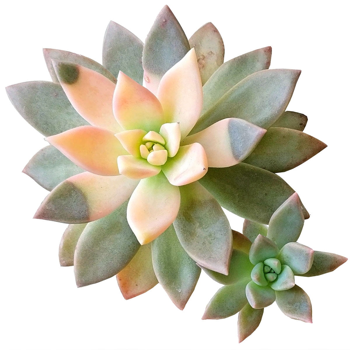 Variegated Ghost Plant Succulent (2"+ Clay Pot) - Graptopetalum ...