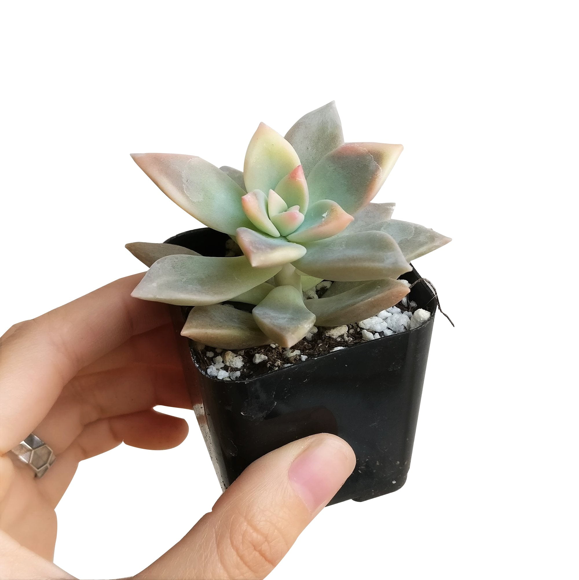 Variegated Ghost Plant Succulent (2"+ Plastic Pot) - Graptopetalum ...