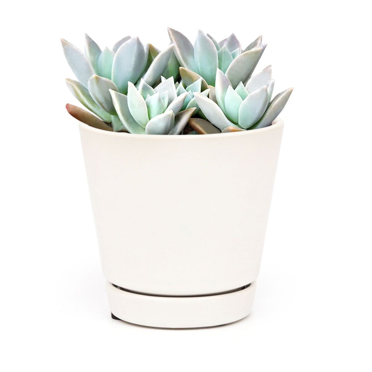 Variegated Ghost Plant Succulent (4"+ Minimalist Pot) - Graptopetalum ...