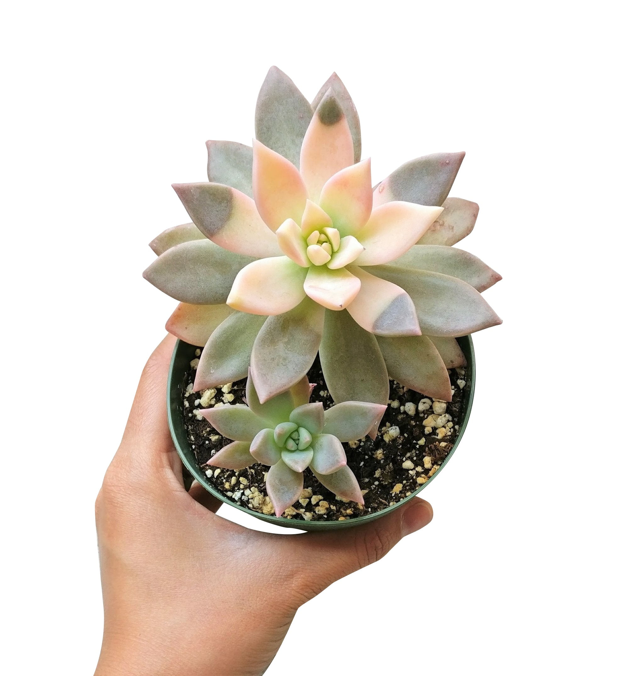 Variegated Ghost Plant Succulent (4"+ Plastic Pot) - Graptopetalum ...