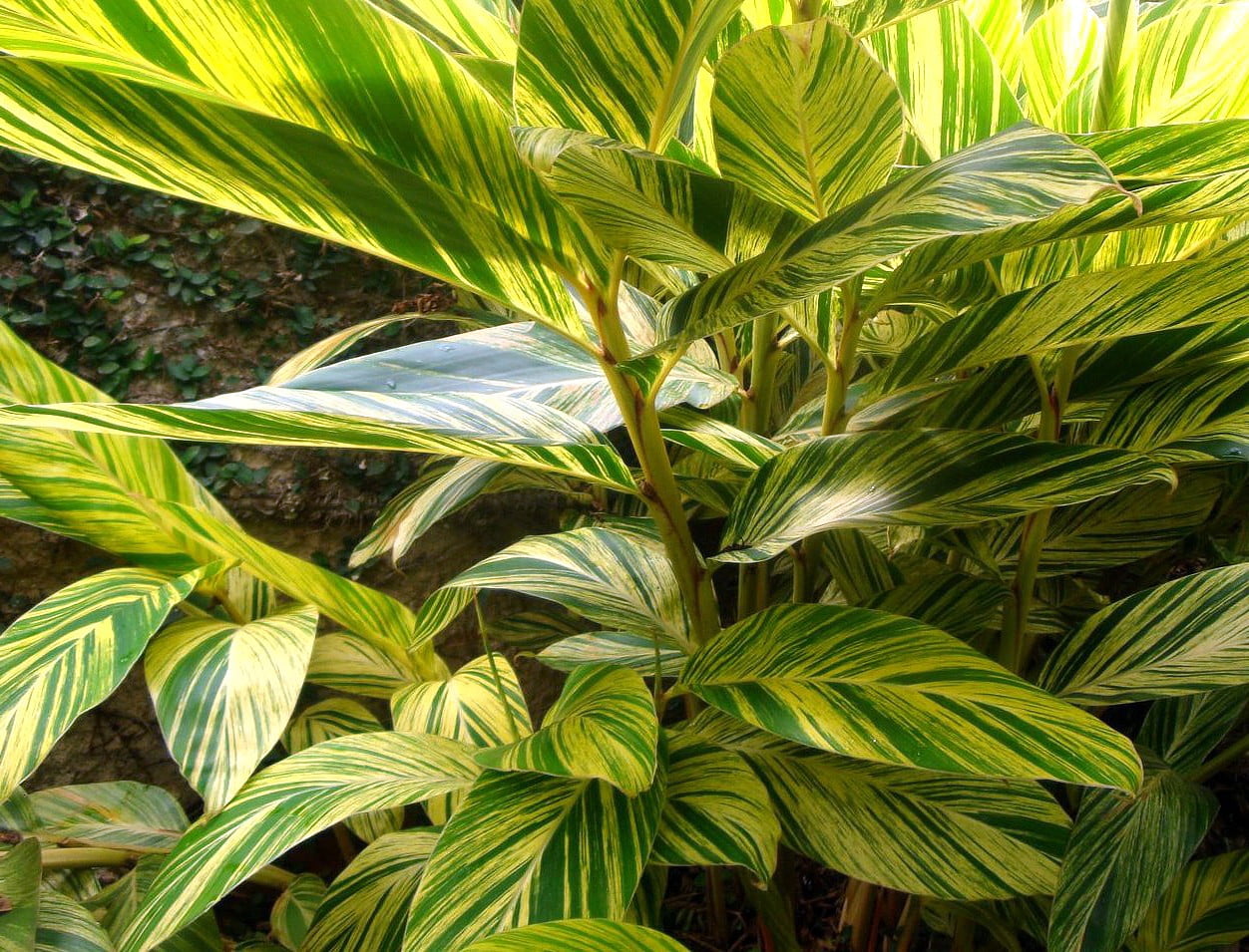 Variegated Ginger Plant - Alpinia zerumbet - Spicy Fragrance/Edible - 6 ...