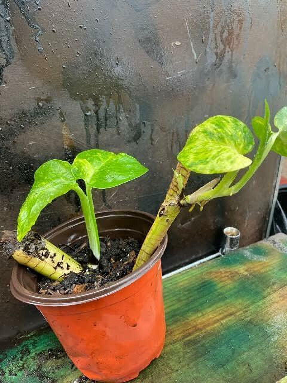 Variegated Golden Giant Pothos (Hawaiian Epipremnum ) 2 ROOTING/BUDDED ...