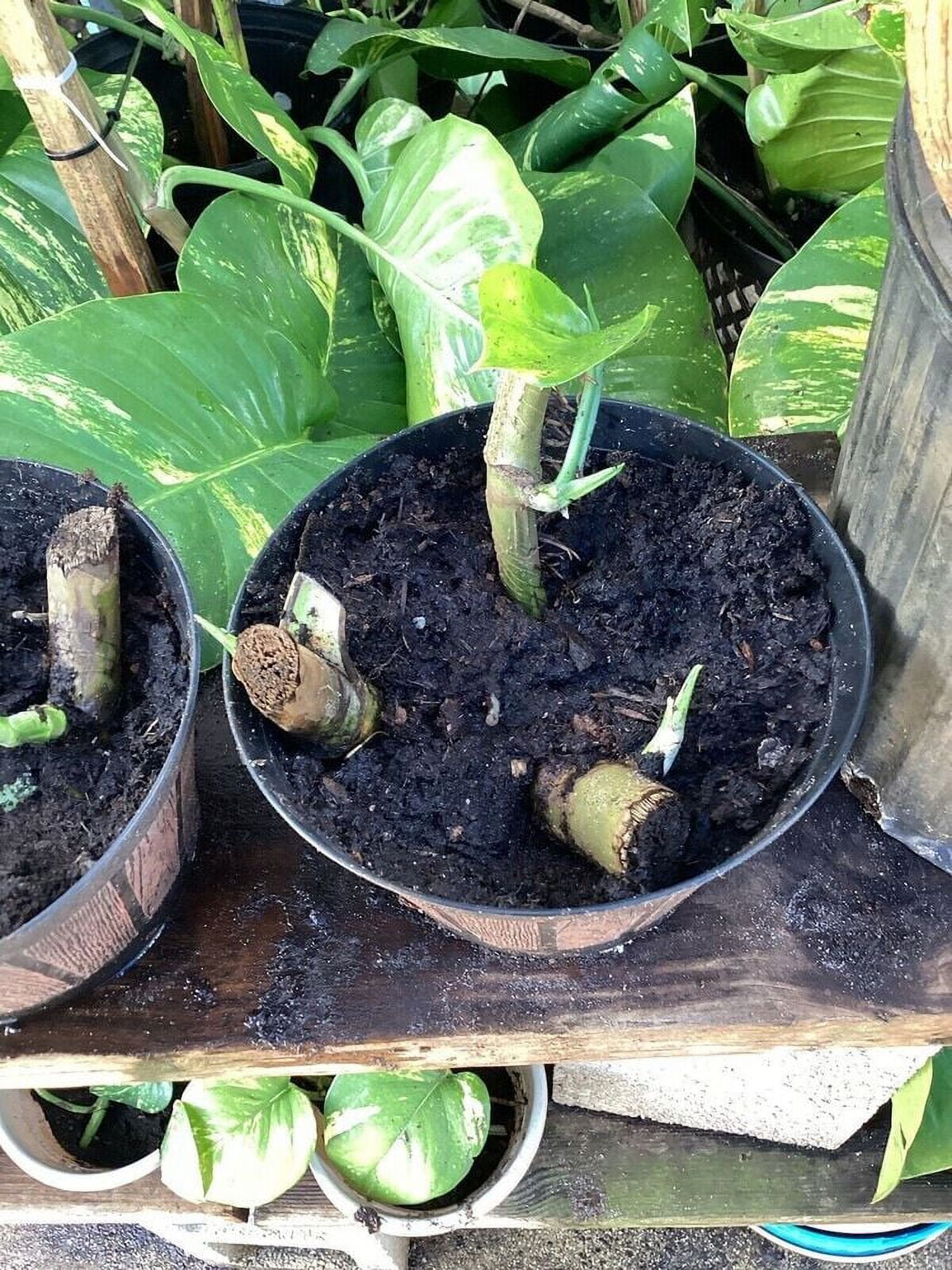 Variegated Golden Giant Pothos, (Hawaiian Epipremnum ) ROOTING SML/MED ...