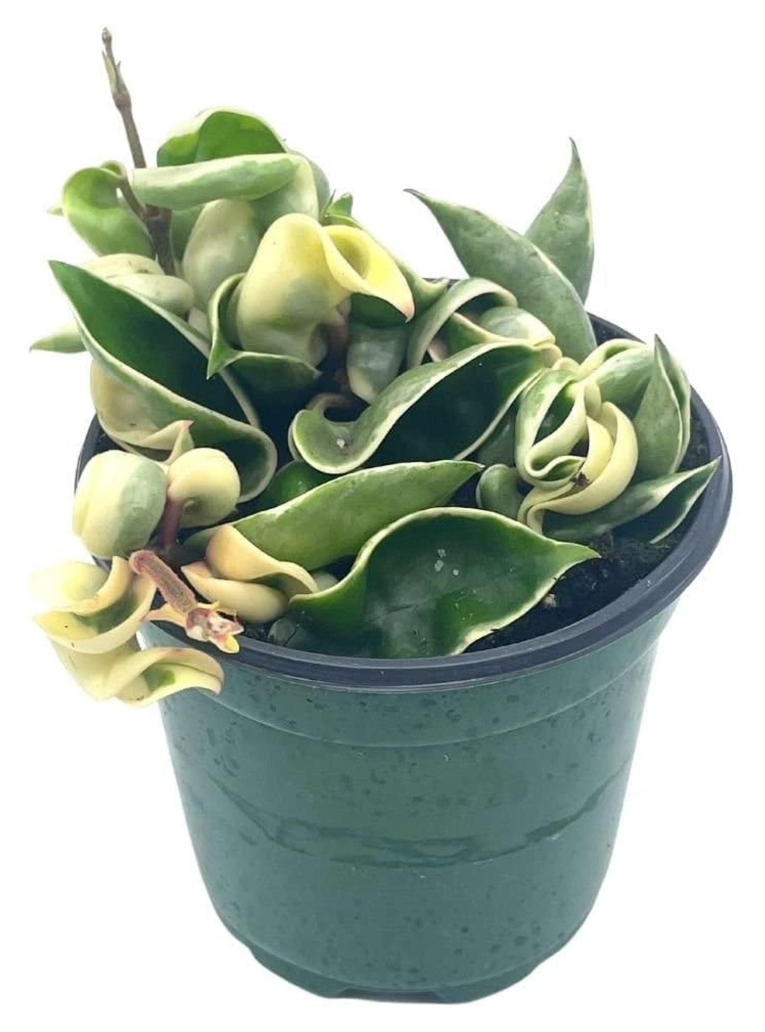 Variegated Hindu Rope, Hoya Compacta Carnosa, Very Rare Limited Live ...