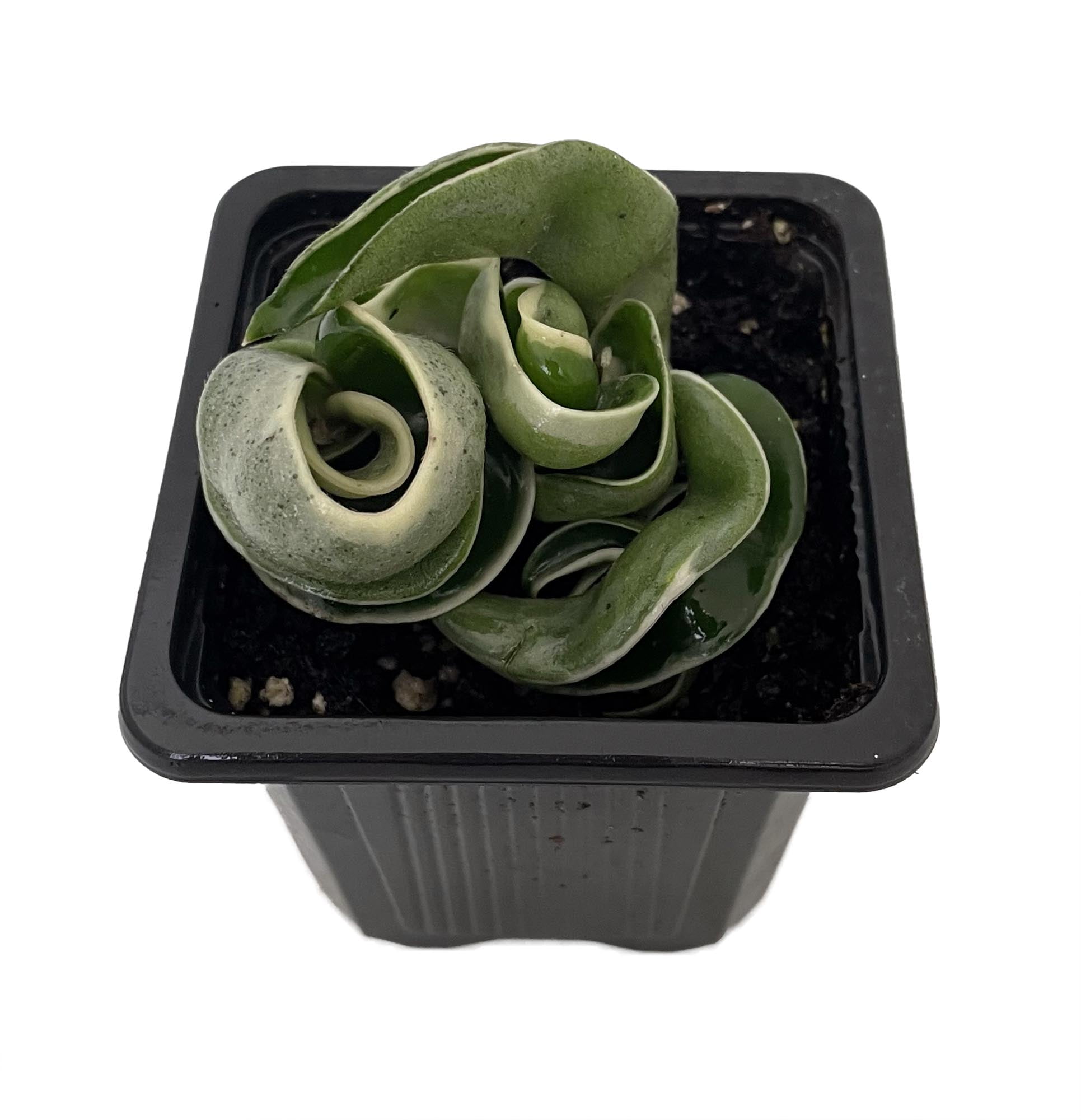 Variegated Hindu Rope Plant - Hoya - 3" Pot - Walmart.com