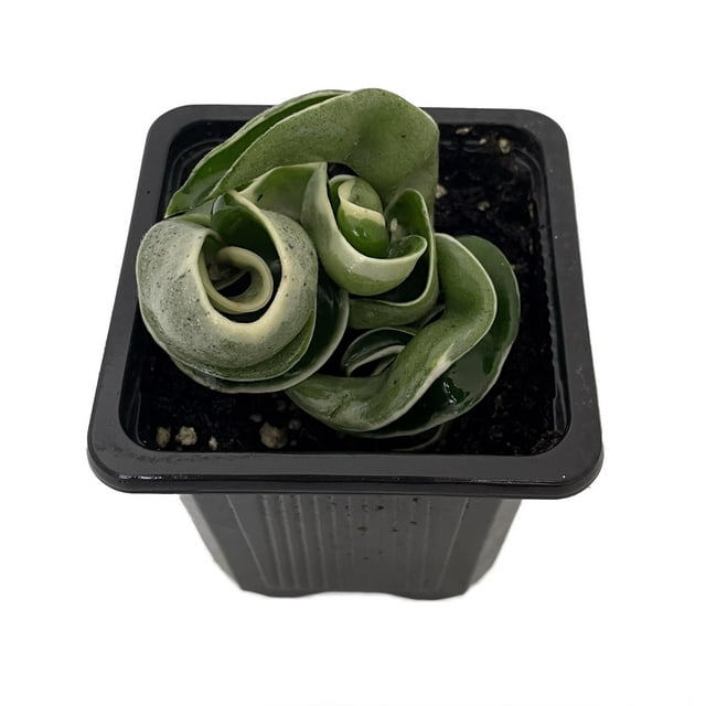 Variegated Hindu Rope Plant - Hoya - 3" Pot - Walmart.com