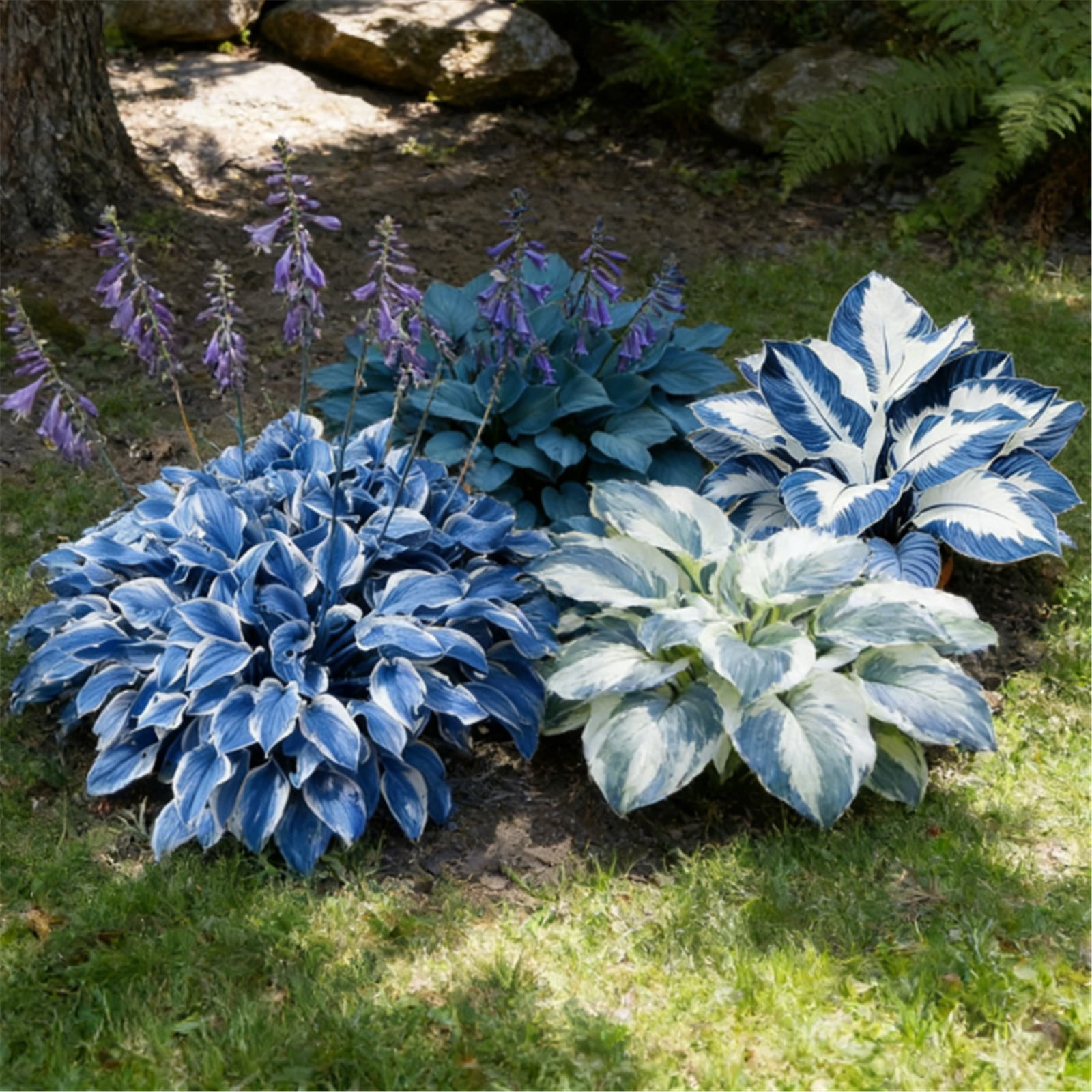 Variegated Hosta, Shade loving Garden Decor for Plant Hangers -Suitable ...