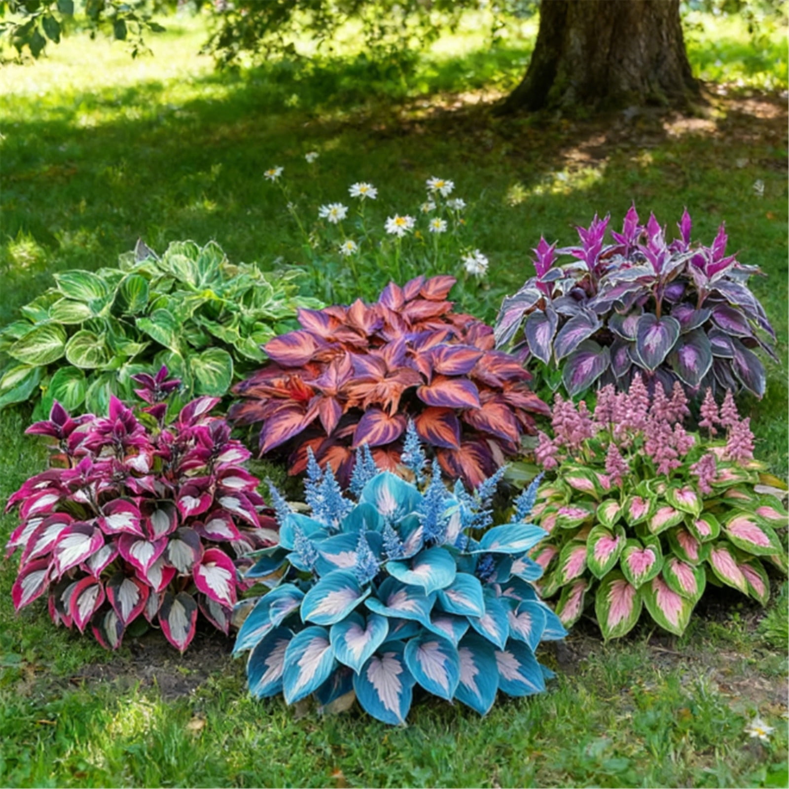 Variegated Hosta, Shade loving Garden Decor for Plant Hangers -Suitable ...