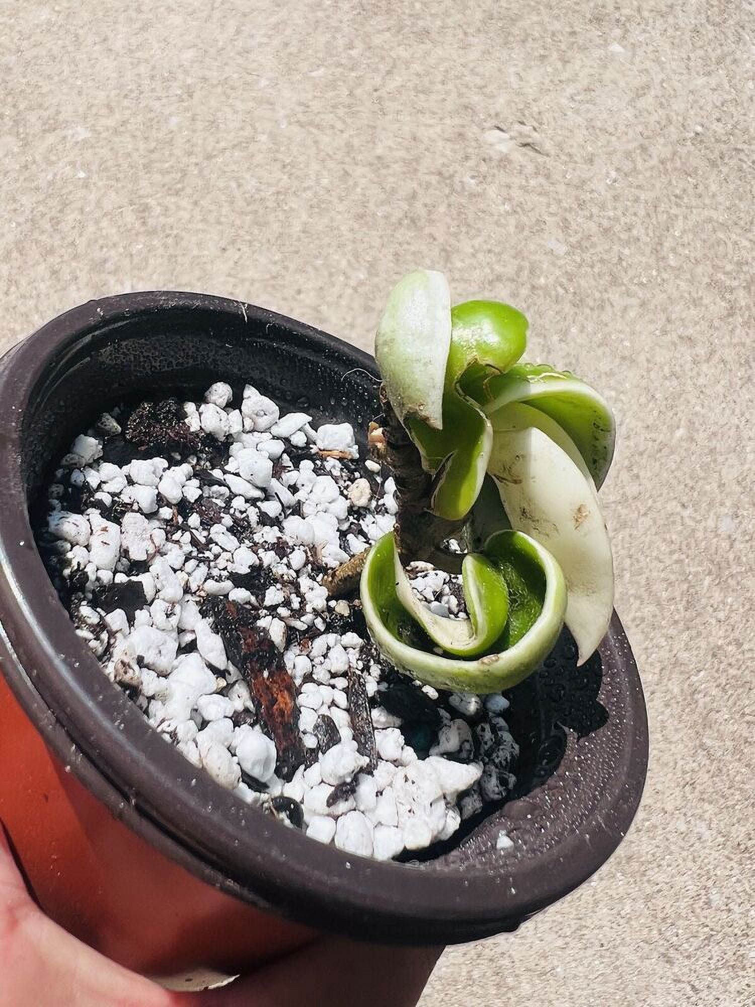 Variegated Hoya Rope Plant, Hindu Rope Plant Variegated Rooted With Pot ...