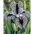 Variegated Iris Flowers Planting Mix-Iridescence-Beautiful-Garden-Quick ...
