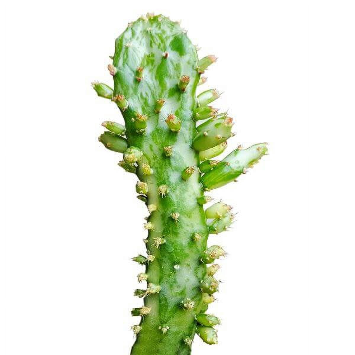 Variegated Joseph's Coat Cactus (2"+ Clay Pot) - Live Healthy Cactus ...