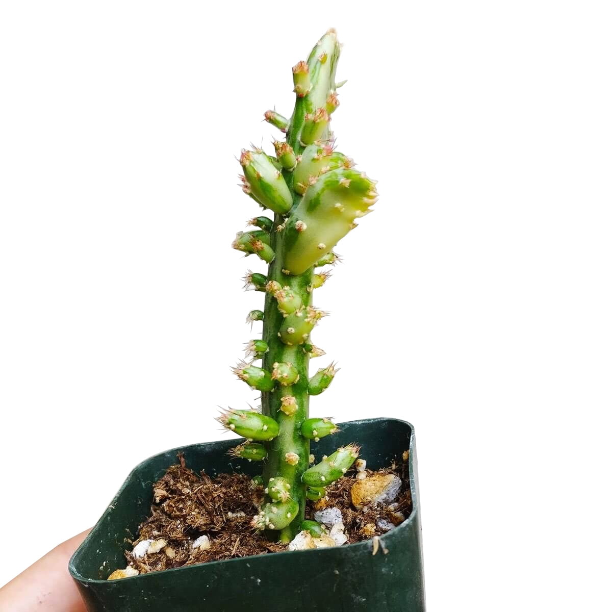 Variegated Joseph's Coat Cactus (2"+ Plastic Pot) - Live Healthy Cactus ...