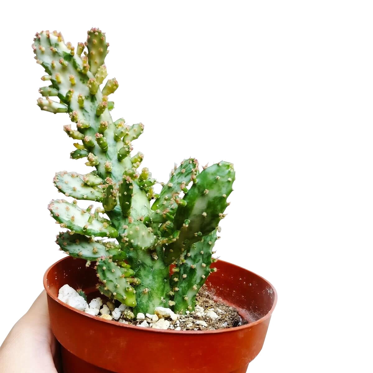 Variegated Joseph's Coat Cactus (4"+ Plastic Pot) - Live Healthy Cactus ...