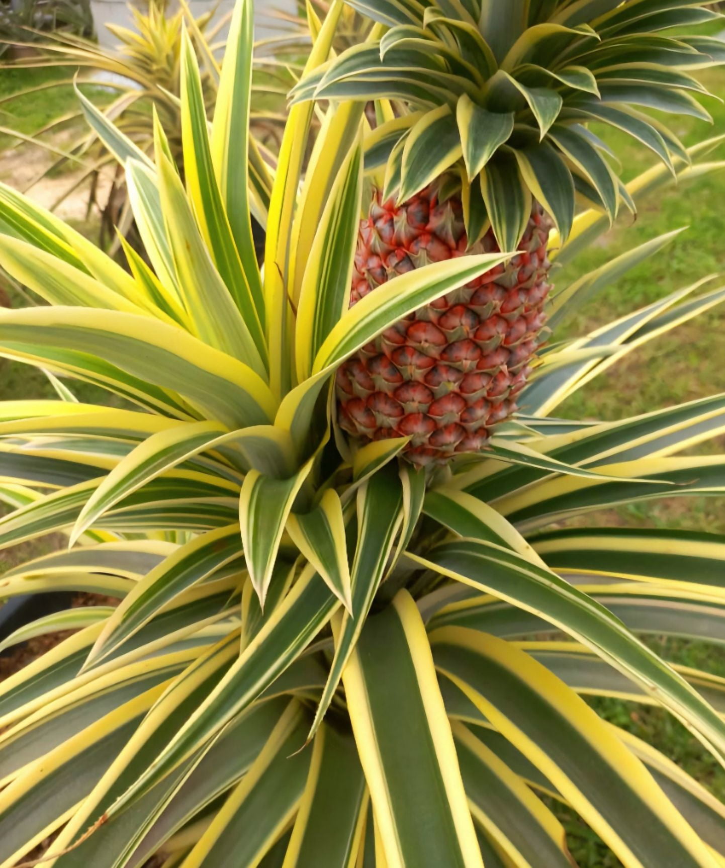 Variegated Juicy Pineapple Plant Ananas Comosus Tropical Pineapple ...
