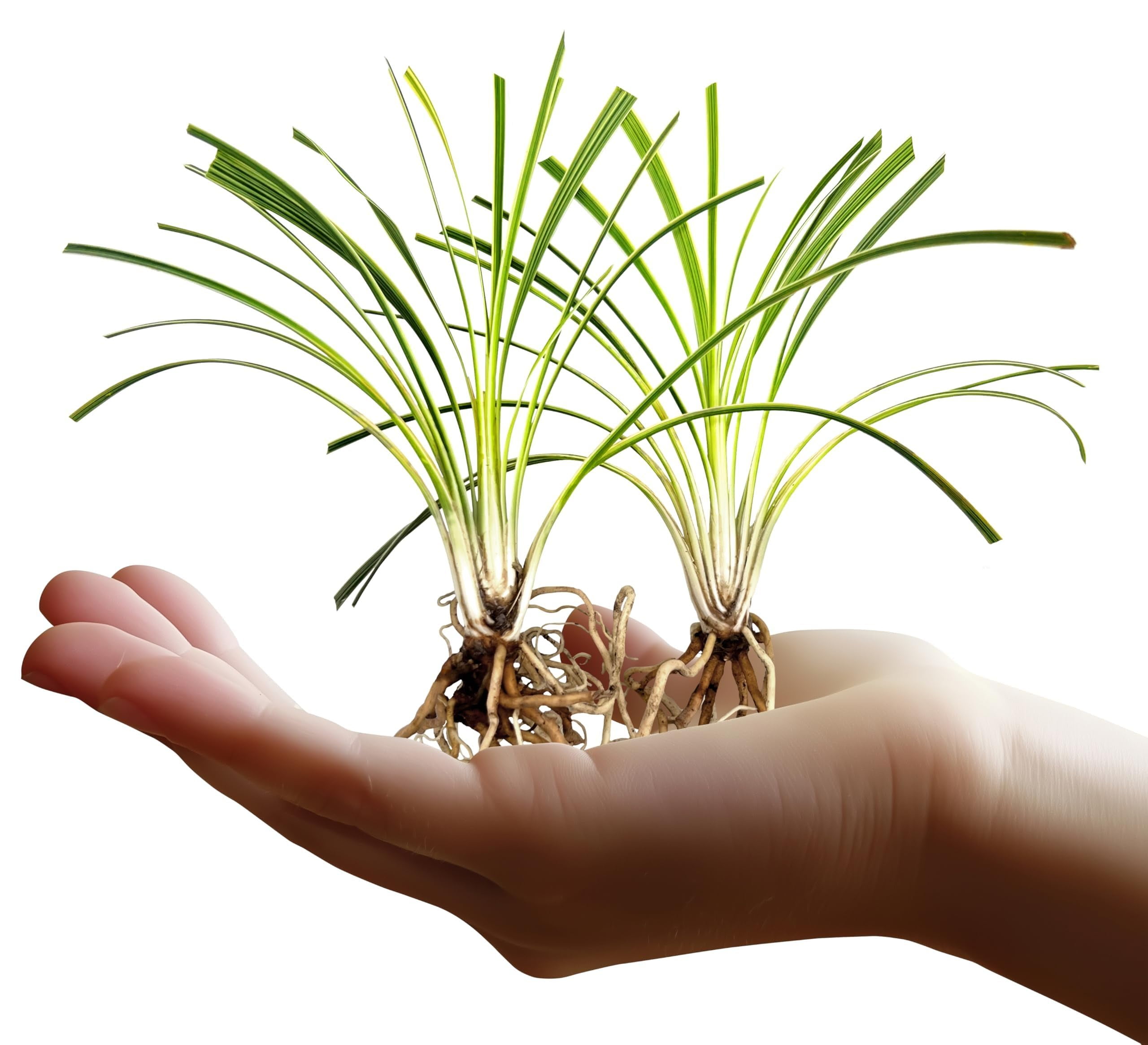 Variegated Liriope | 40 Live Bare Root Pips | Liriope Muscari Variegata ...