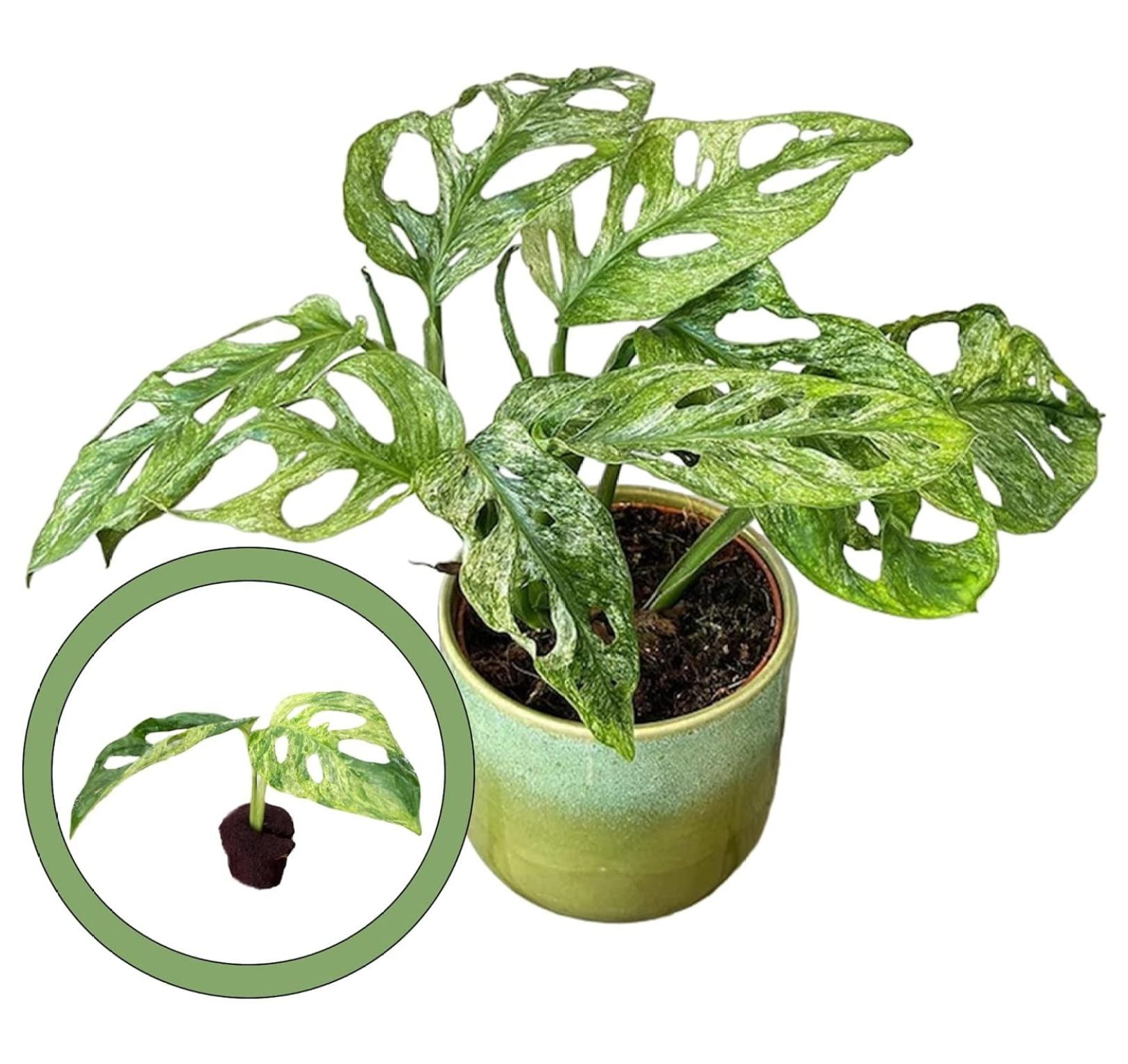 Variegated Mint Monstera Adansonii Starter Plant - Walmart.com