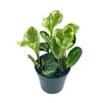 Variegated Peperomia obtusifolia, Marble Rubber Spoonleaf Plant ...