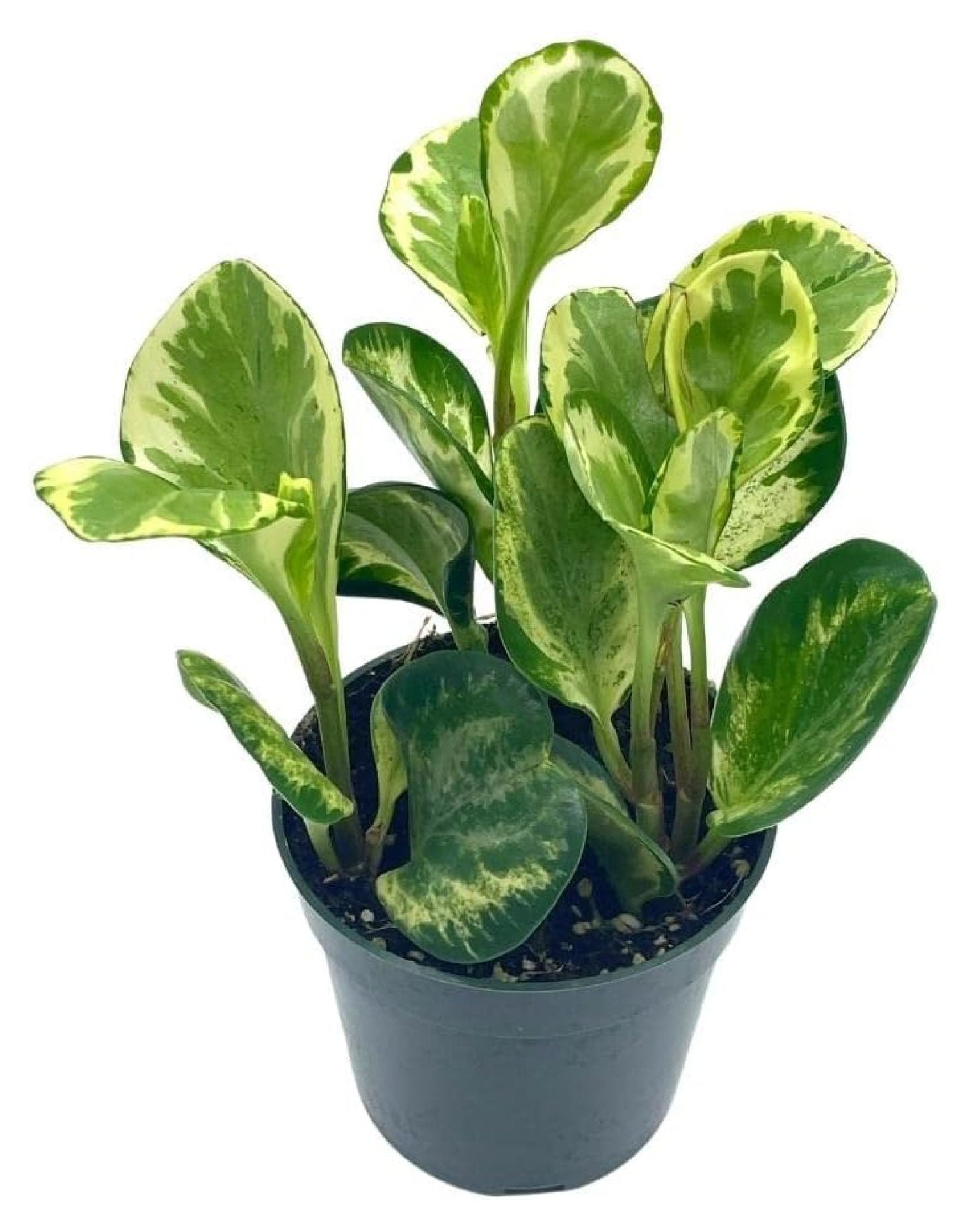 Variegated Peperomia obtusifolia, Marble Rubber Spoonleaf Plant ...
