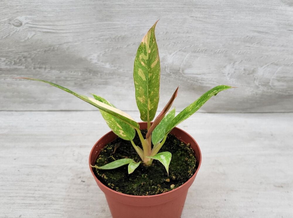 Variegated Philodendron Ring of Fire live house plant - in 4" pot ...