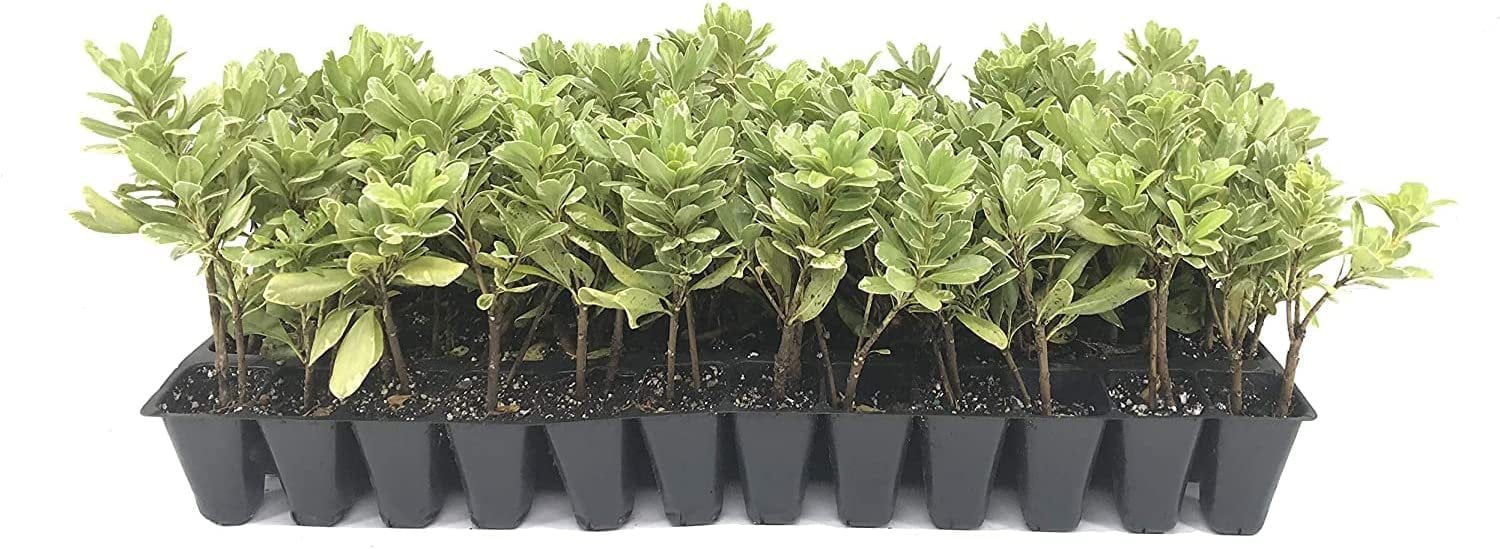 Variegated Pittosporum 10 Live Plants Pittosporum Tobria Variegatum ...