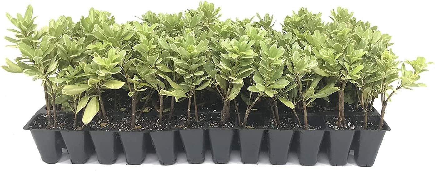 Variegated Pittosporum 30 Live Plants Pittosporum Tobria Variegatum ...