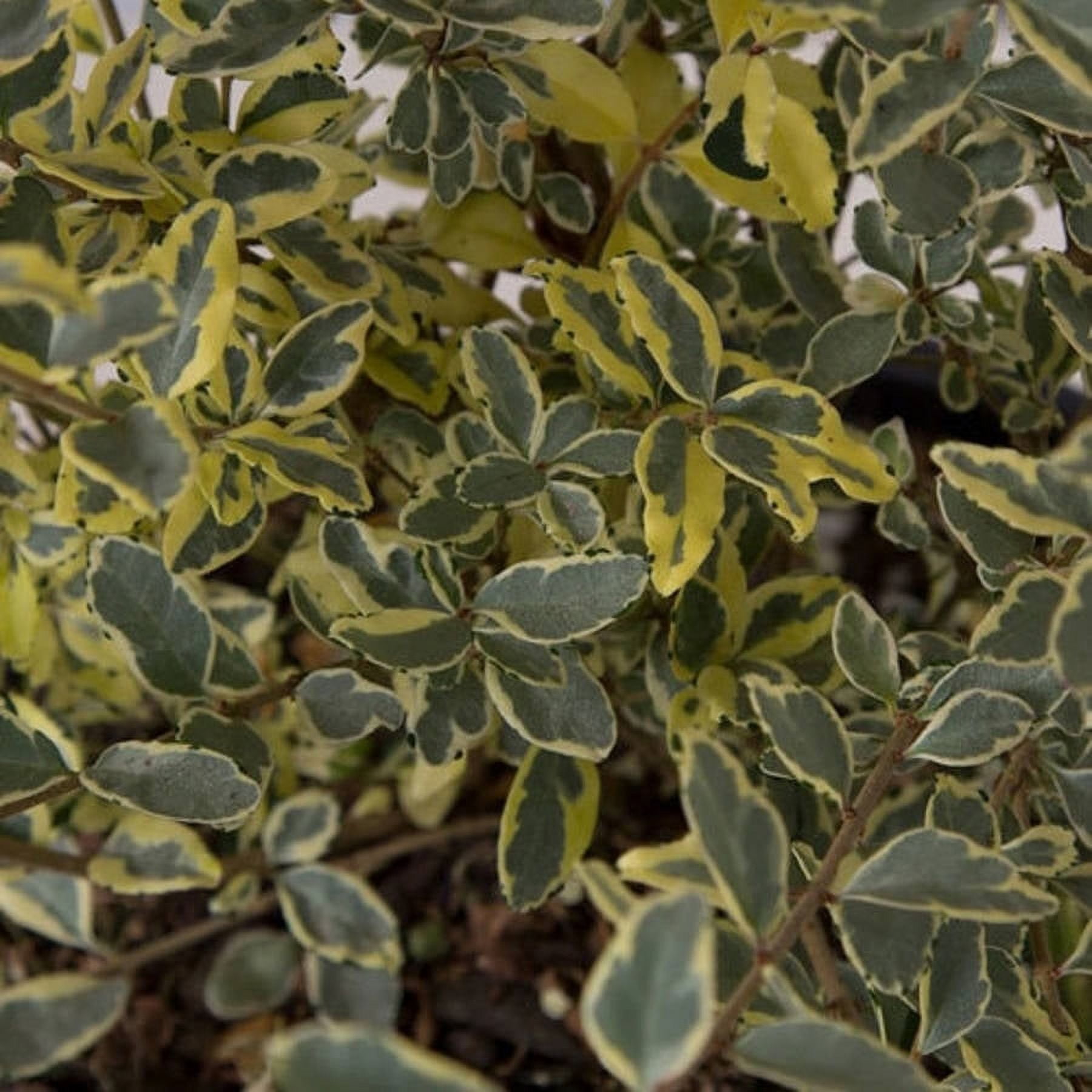 Expert Gardener Variegated Privet Ligustrum (2.5 Gallon) Evergreen ...