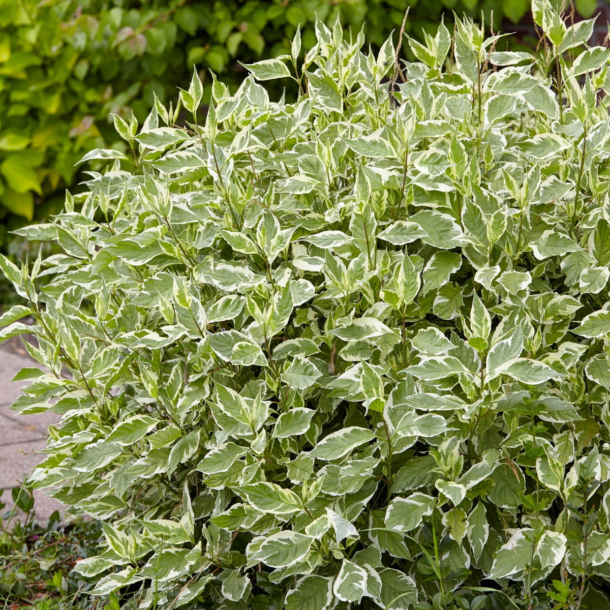 Variegated Red Twig Dogwood Shrub, Live Real Plant in 2.25 Gallon Pot ...