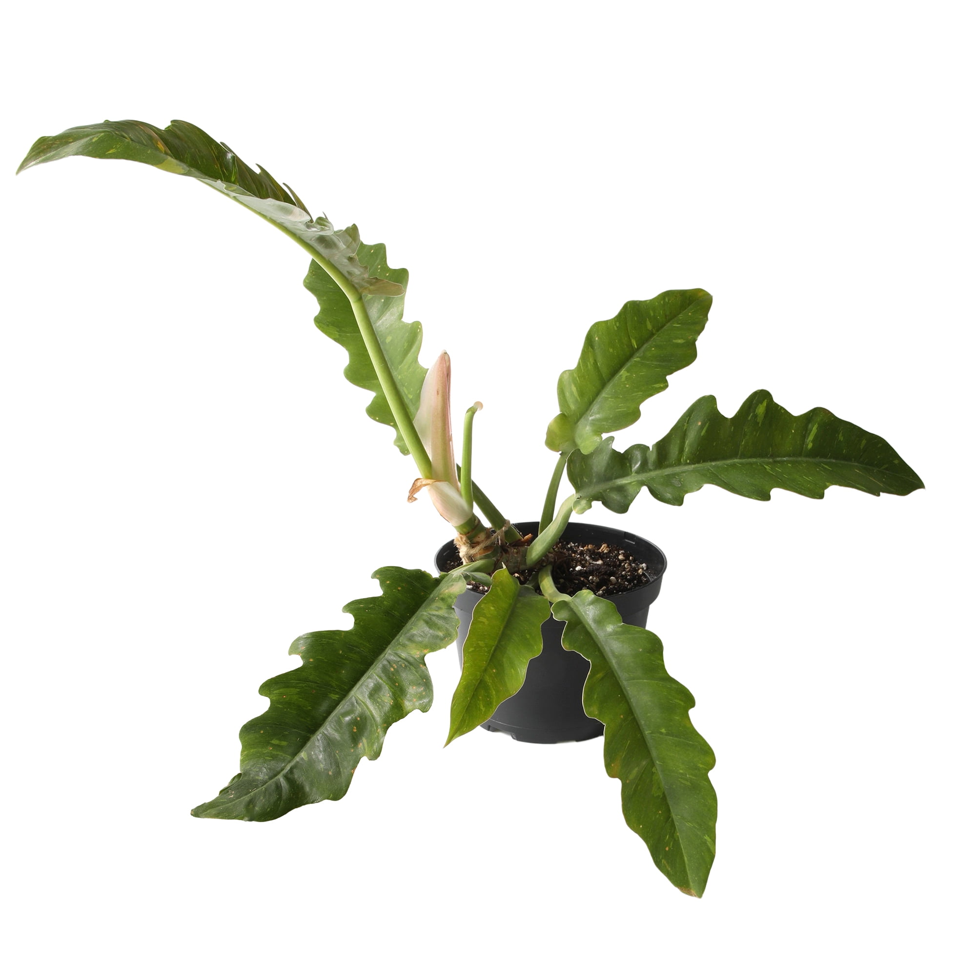 Variegated Ring of Fire Philodendron Houseplant | 6in. Pot; Bright ...