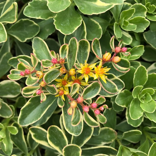 Variegated Sedum Kamtschaticum - Perennial Groundcover Stonecrop ...